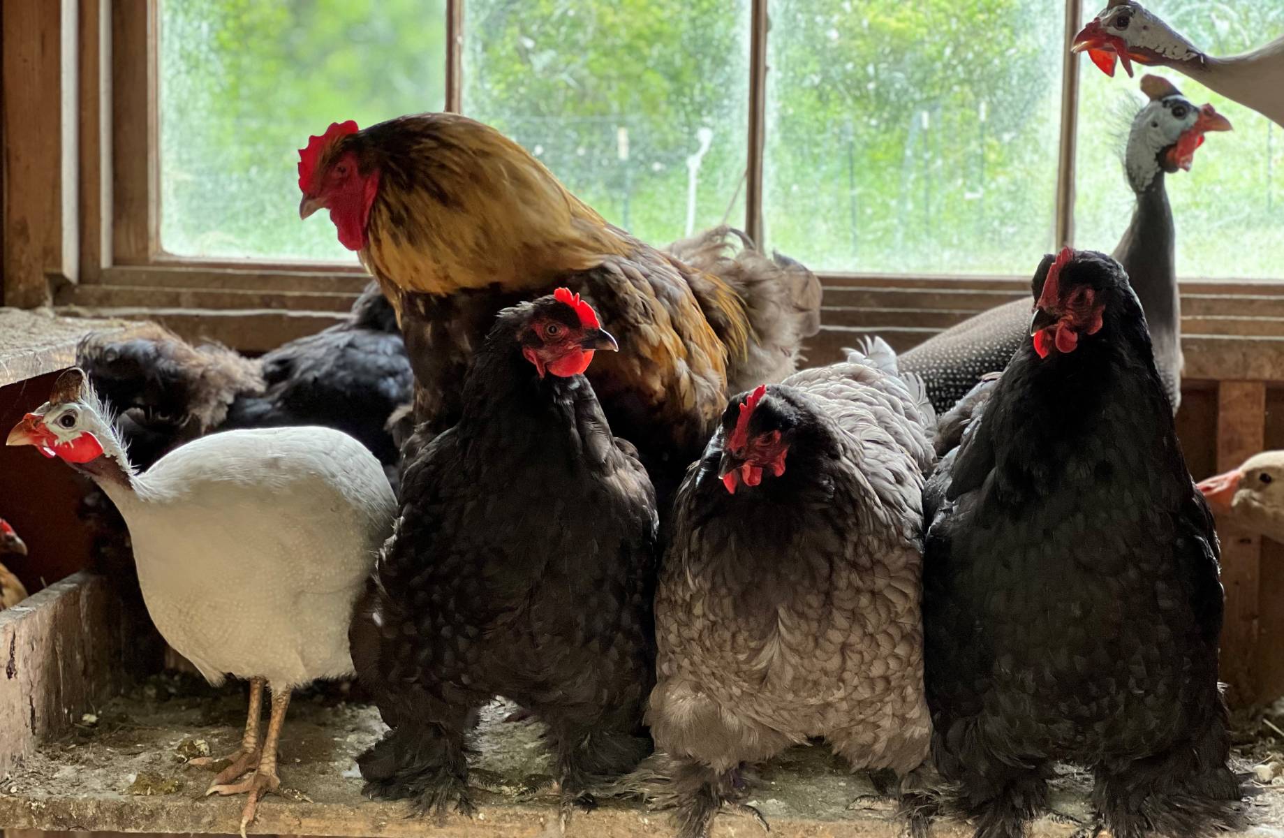 Benefits of Having a Rooster with Laying Hens - Backyard Poultry